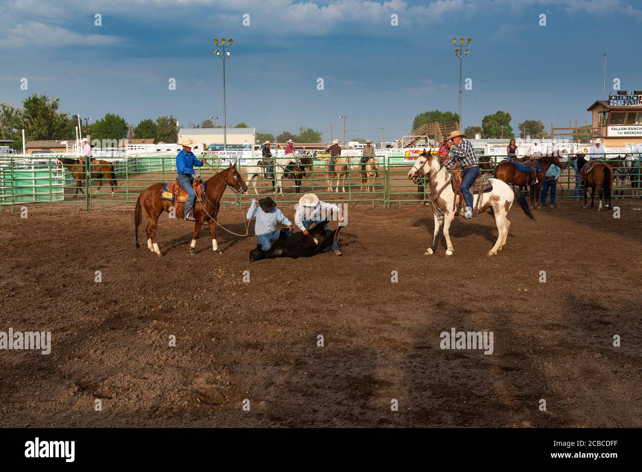 Team calf roping hi-res stock photography and images - Alamy
