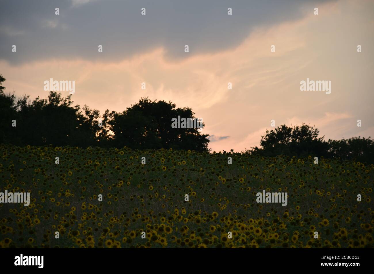 Sunflower field, early evening, late summer 2020 UK Stock Photo - Alamy