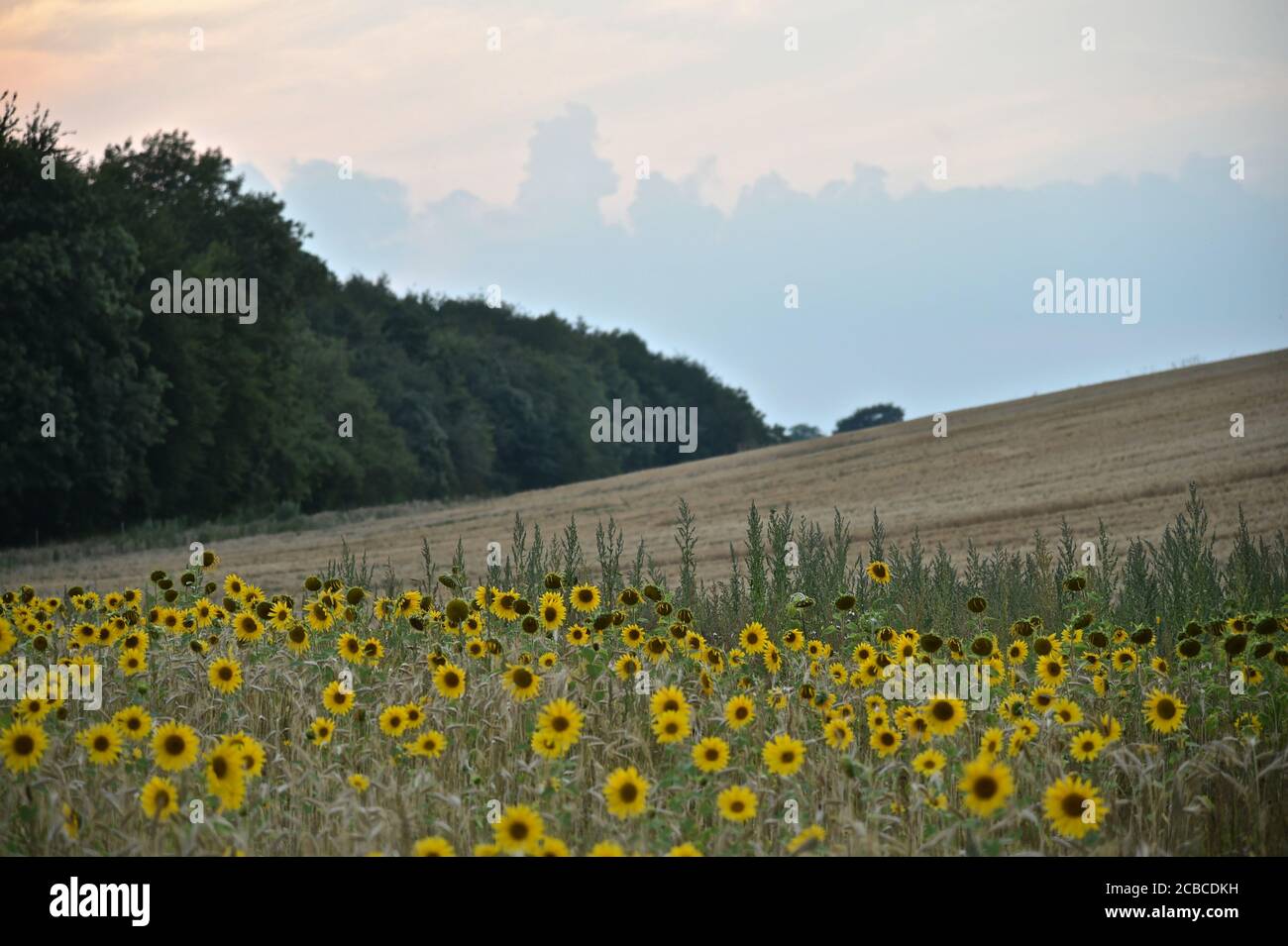 Sunflower field, early evening, late summer 2020 UK Stock Photo - Alamy