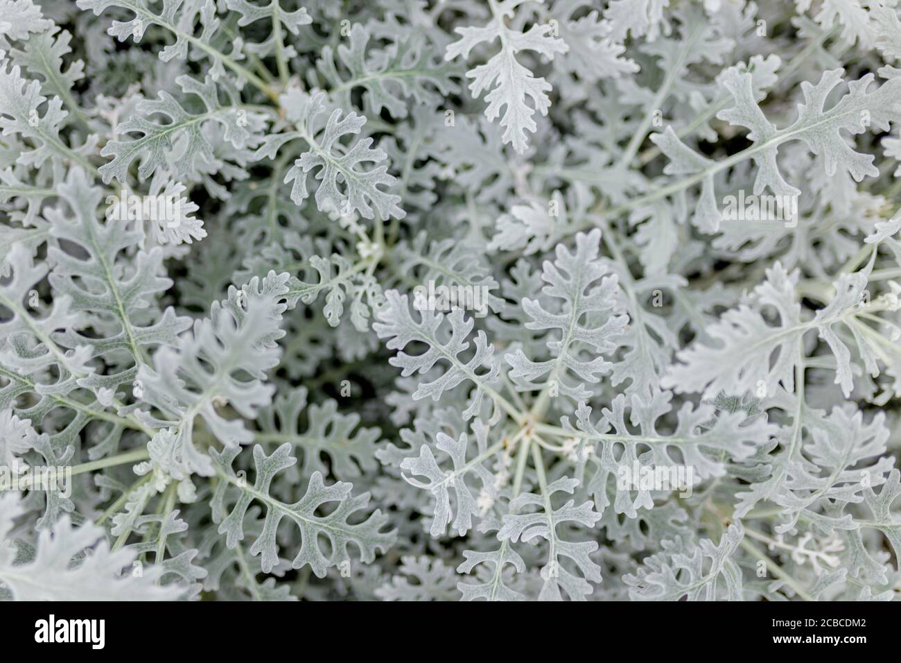 white leaves of exotic plant . close up photo. nature concept Stock ...