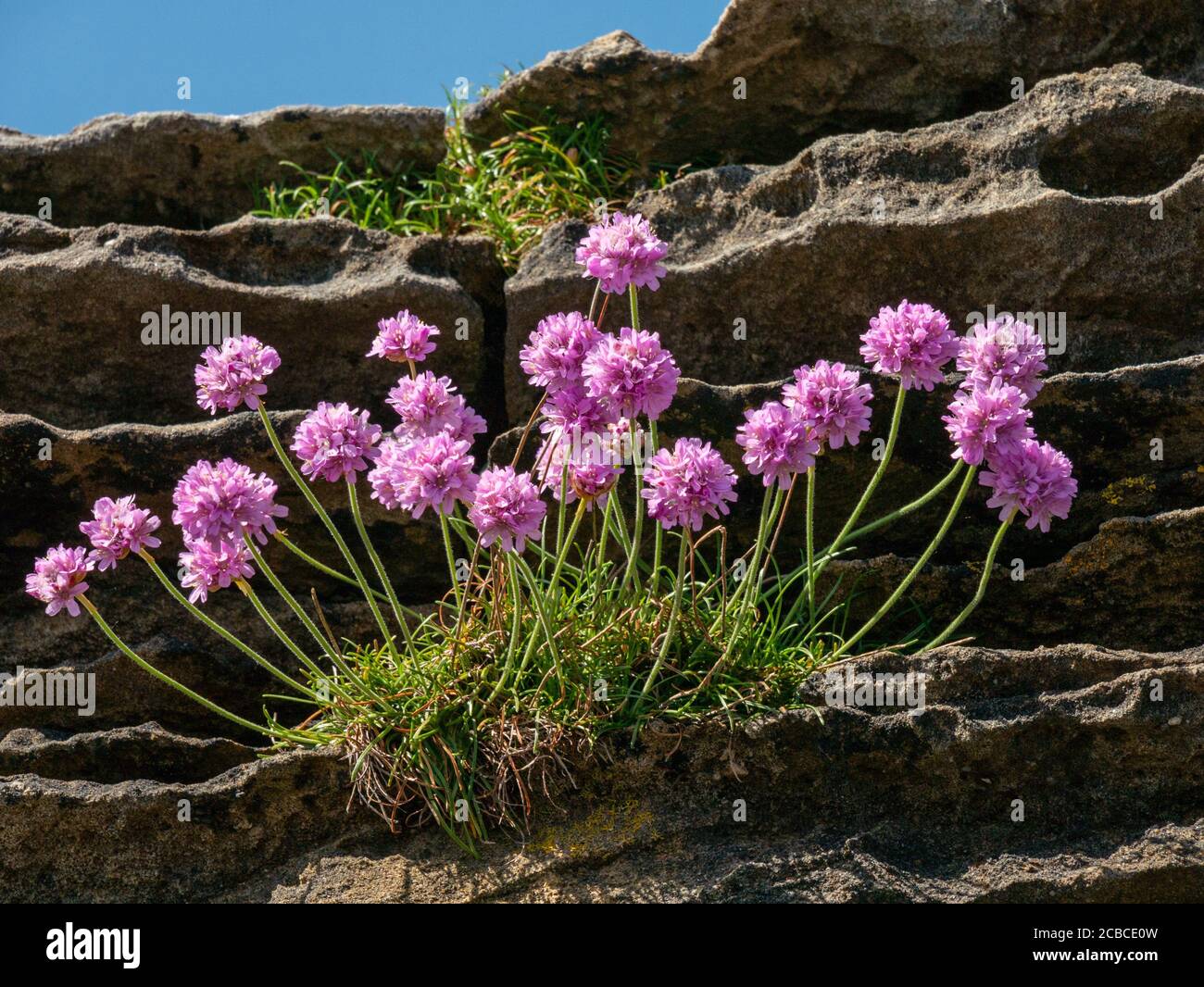 Sea thrift ( Armeria maritima ) plant with pink flowers growing on sea ...