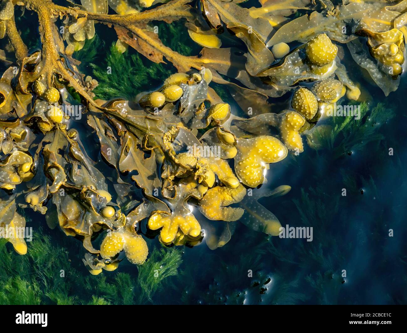 Spiral Wrack seaweed, Fucus spiralis seaweed, Scotland, UK Stock Photo ...