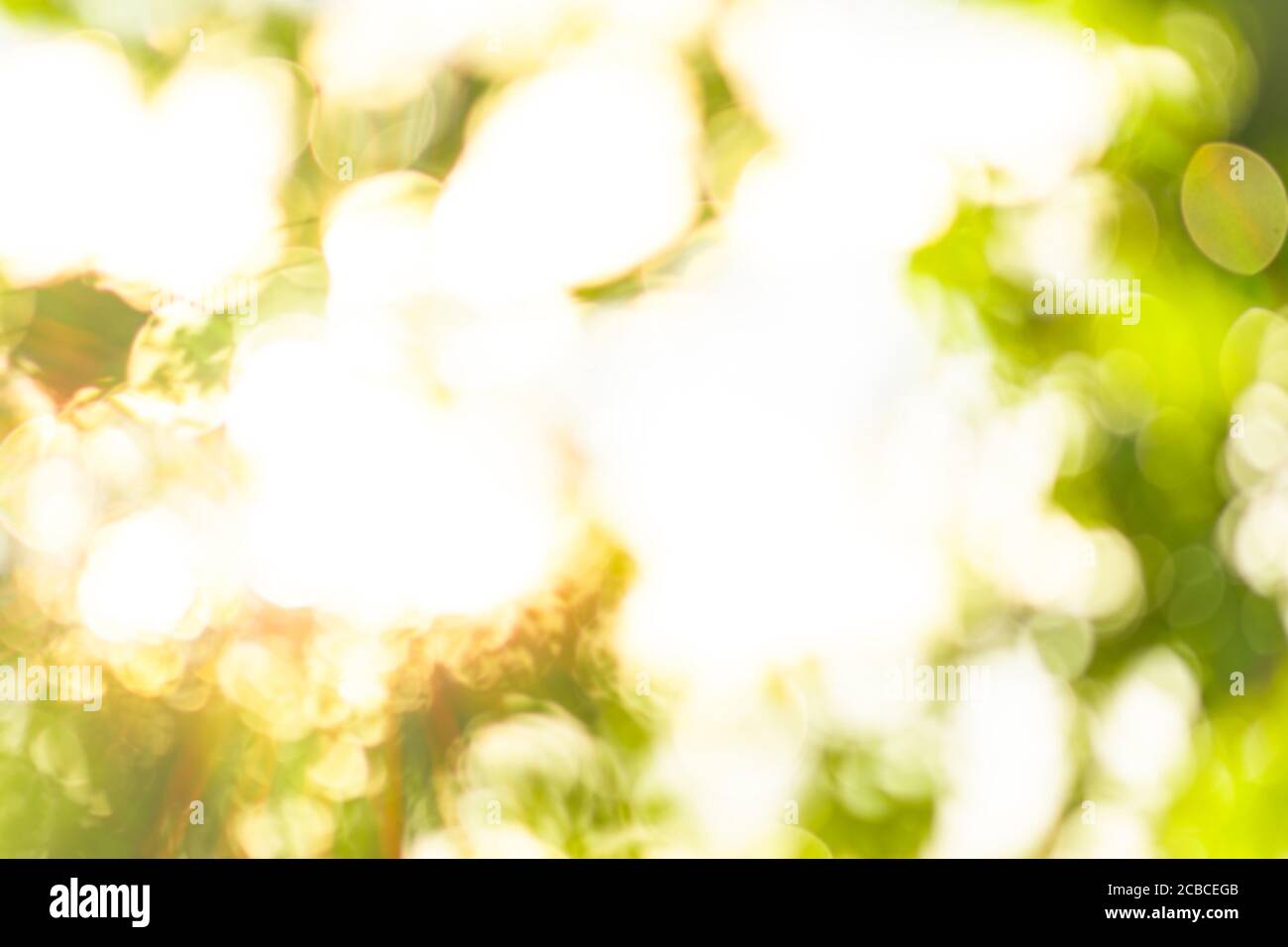 Blurred defocused abstract green background. Abstract natural green ...