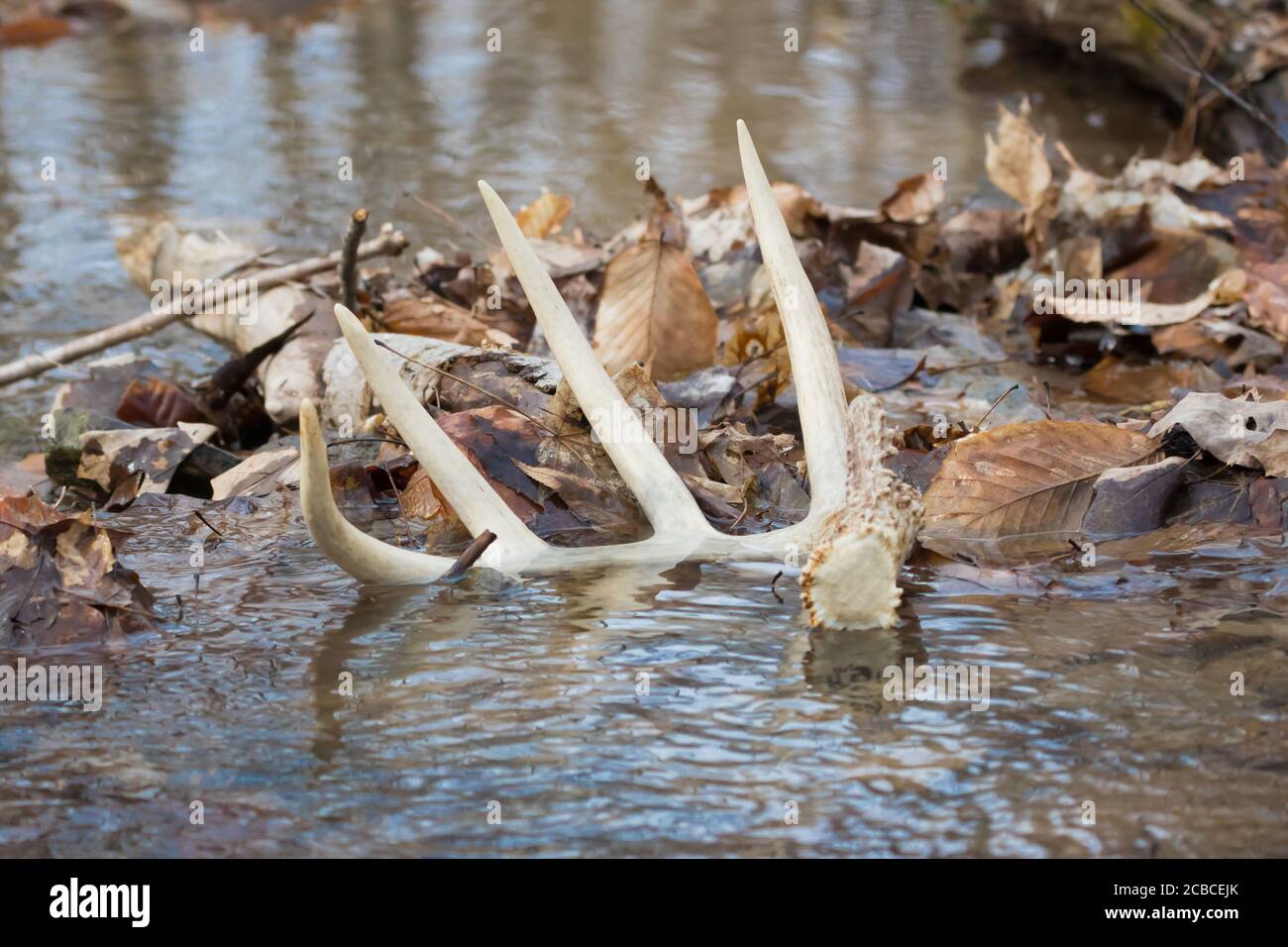 Whitetail Shed Antler lying in a creek with reflection Stock Photo - Alamy