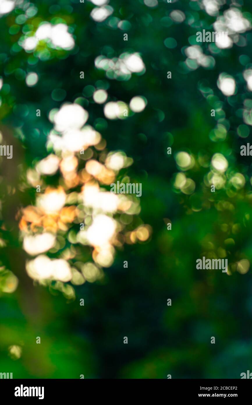 Natural bokeh blurred green plants landscape as background. Defocus ...