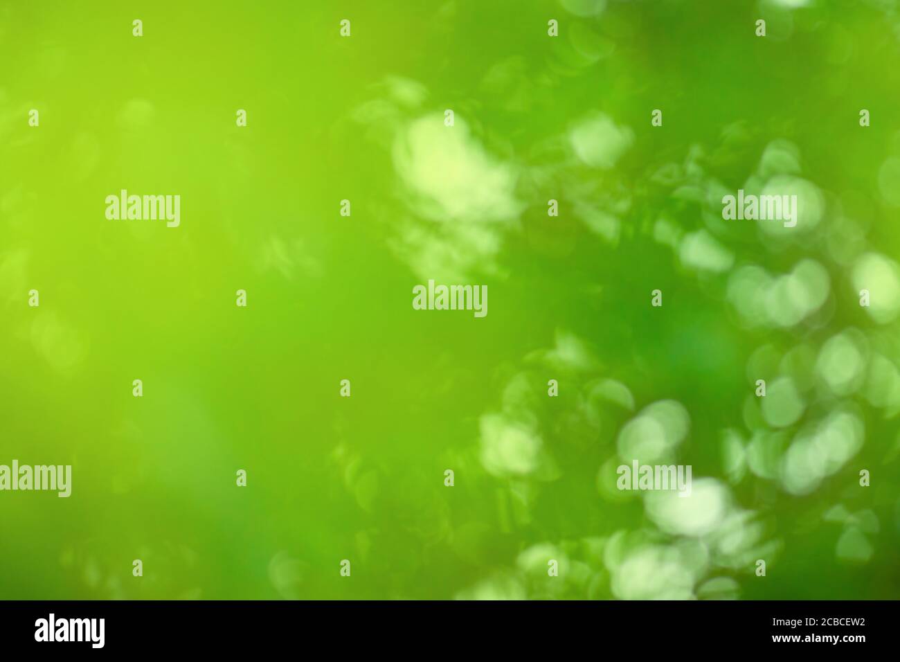 Ecology nature concept. Light green nature bokeh. Bokeh in green ...