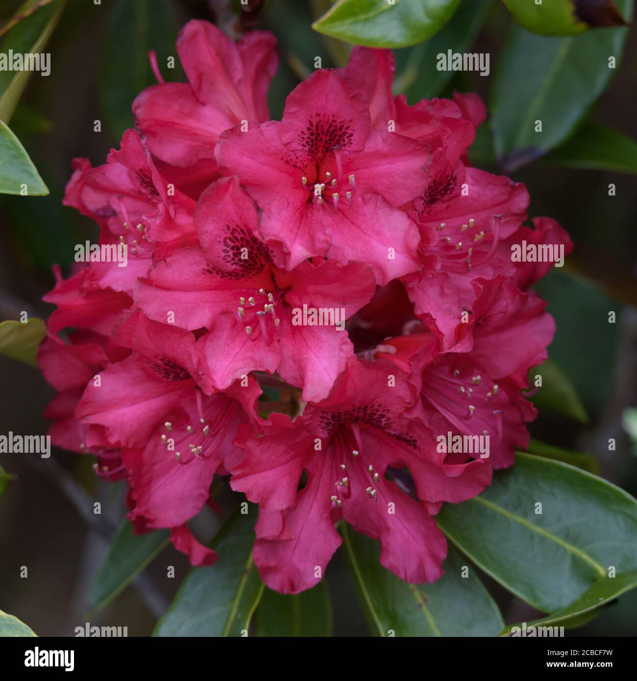 Deep Red Rhododendron Full Bloom in Late Spring Stock Photo - Alamy