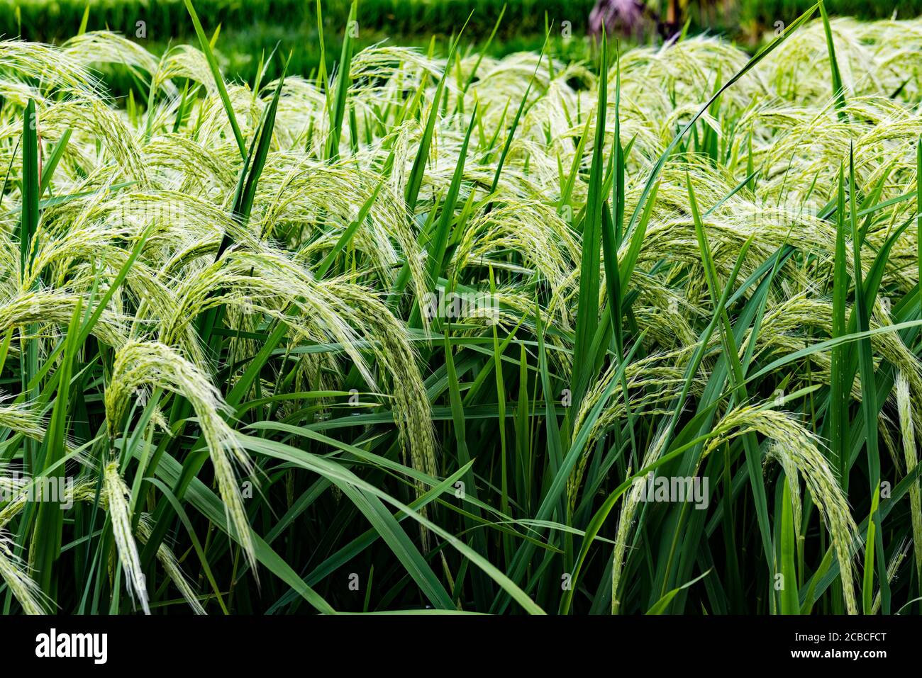 Rice Growing in Indonesia Closeup Stock Photo - Alamy