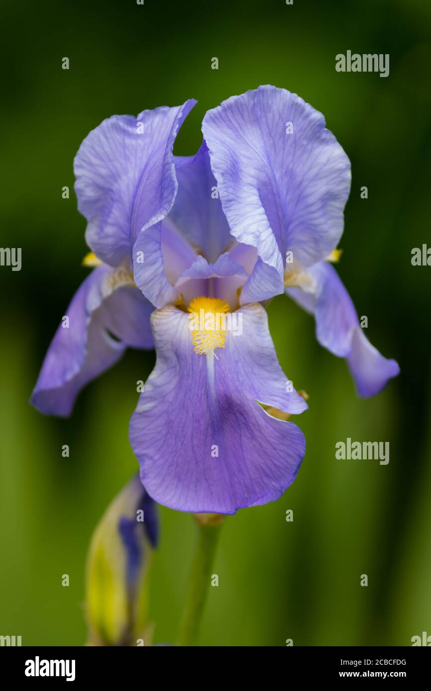 Iris pollen hi-res stock photography and images - Alamy