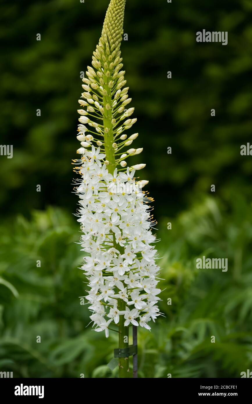 Lupin flower spike hi-res stock photography and images - Alamy