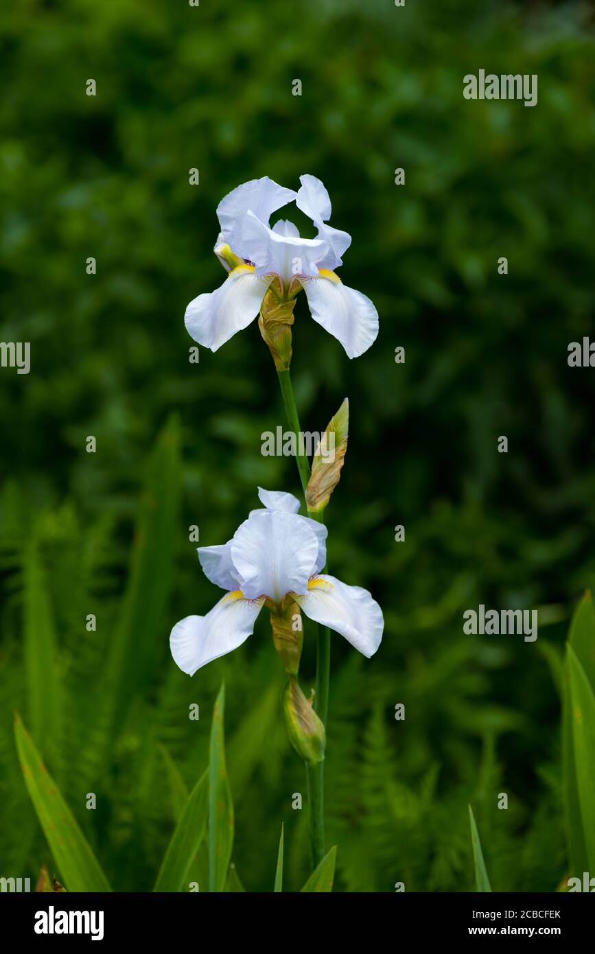 Two White Iris Blooms with Yellow Pollen Stock Photo - Alamy