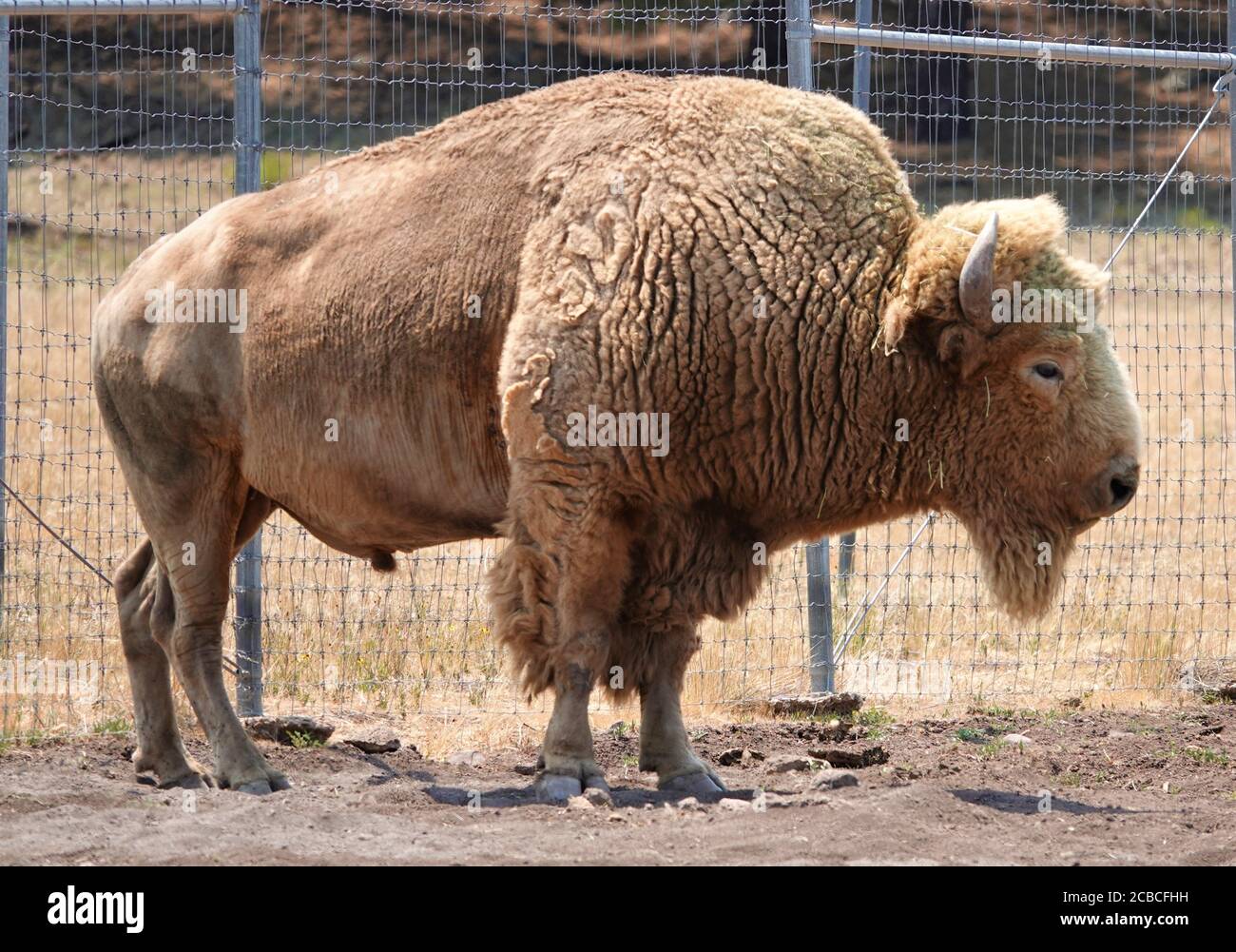 White bison hi-res stock photography and images - Alamy