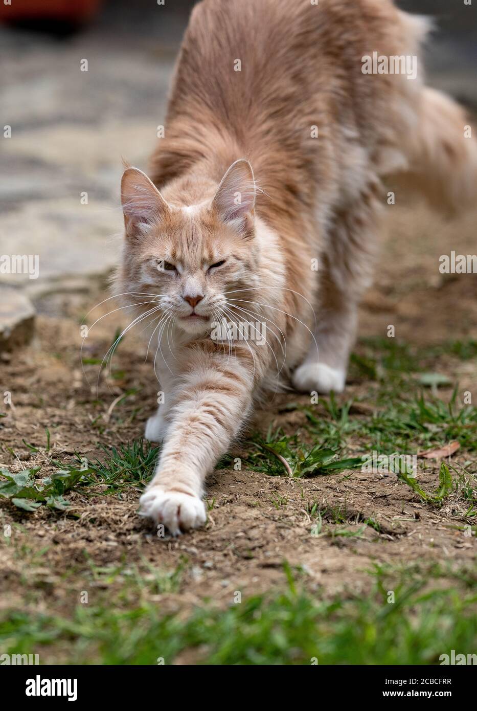 Majestic Maine Coon Stock Photo - Alamy