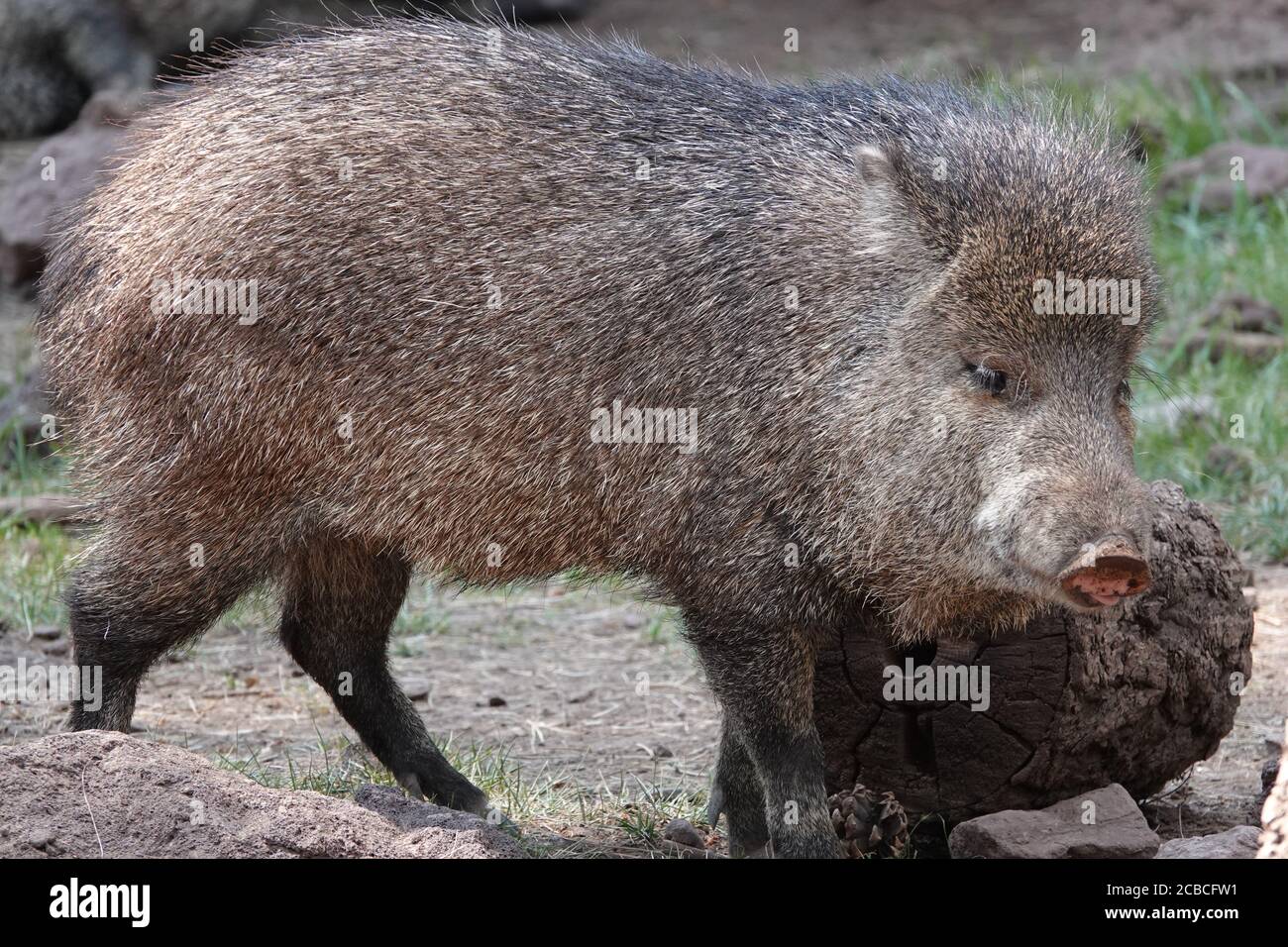 Javelina arizona hi-res stock photography and images - Alamy