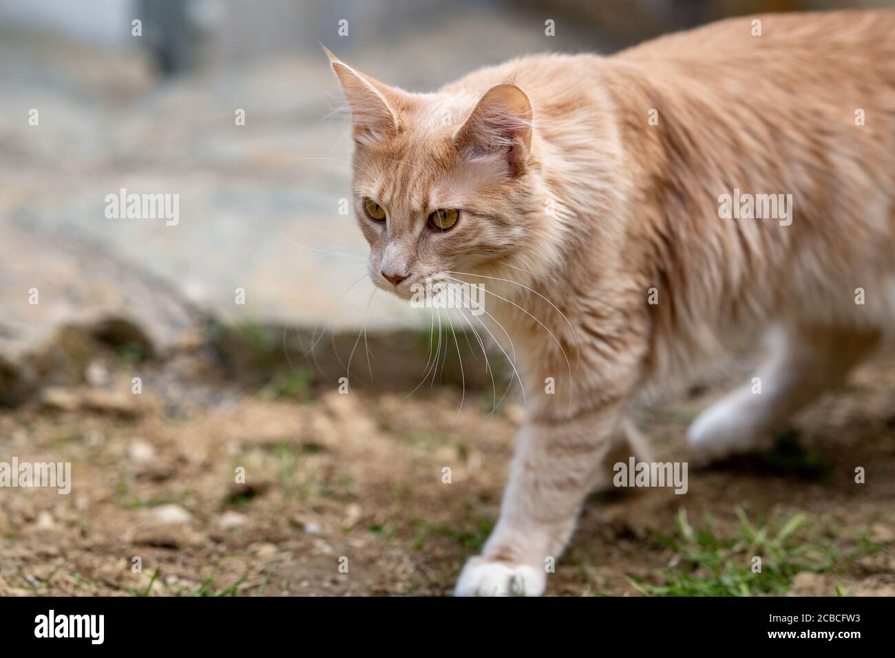 Majestic Maine Coon Stock Photo - Alamy