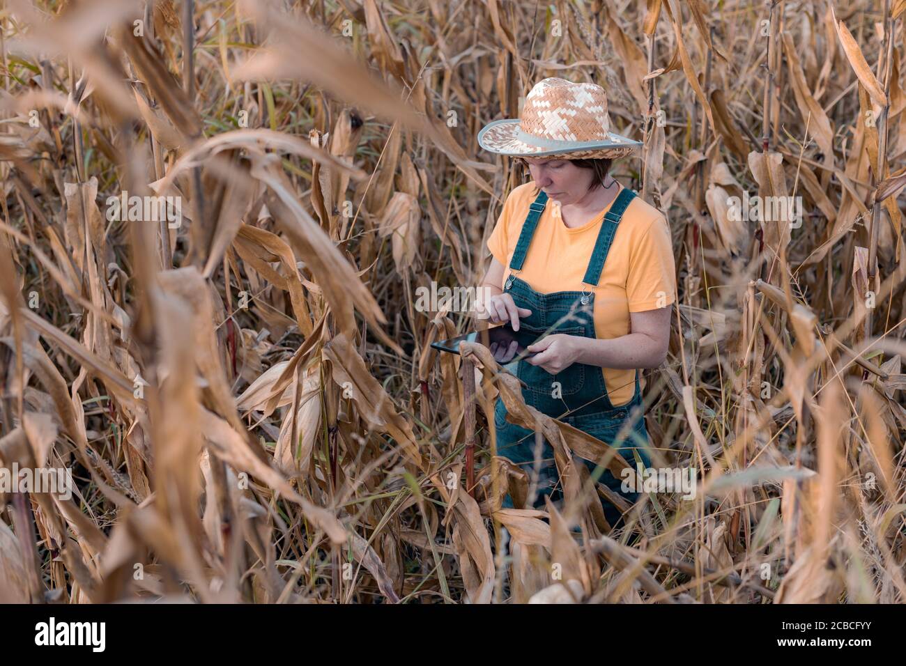 Female corn farmer using digital tablet in cornfield, smart farming ...