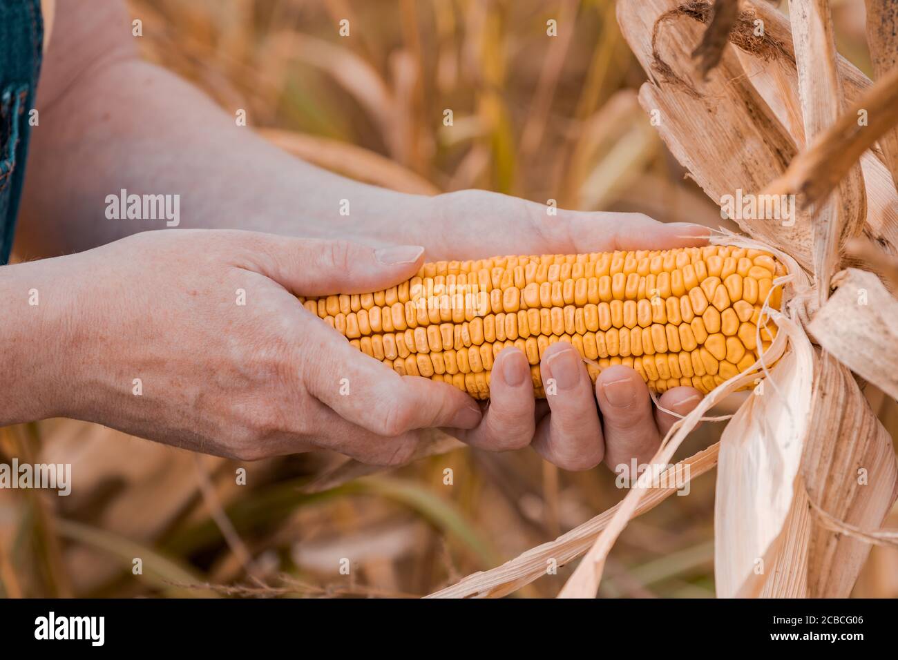 Woman with corn on the cob hi-res stock photography and images - Alamy
