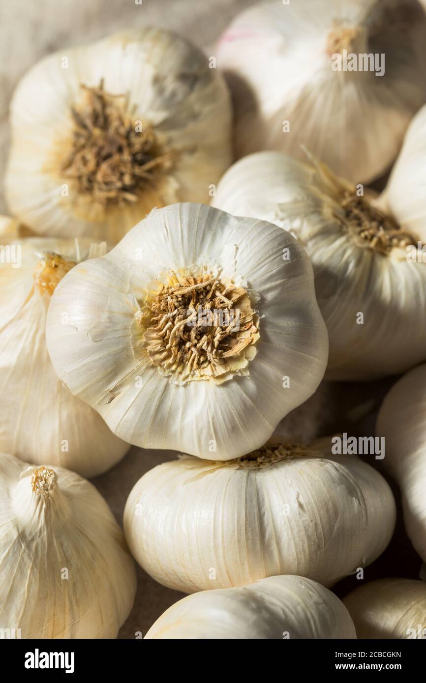 Raw White Organic Garlic Bulbs Ready to Cook With Stock Photo - Alamy
