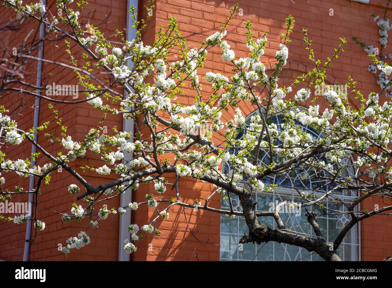 Central toronto neighbourhood hi-res stock photography and images - Alamy
