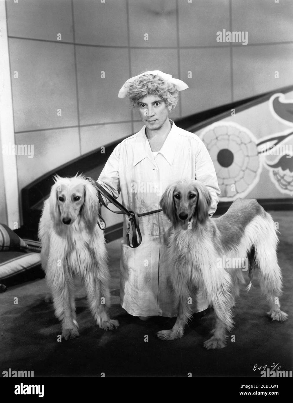 HARPO MARX on set candid with prize pair of Afghan Hounds during ...