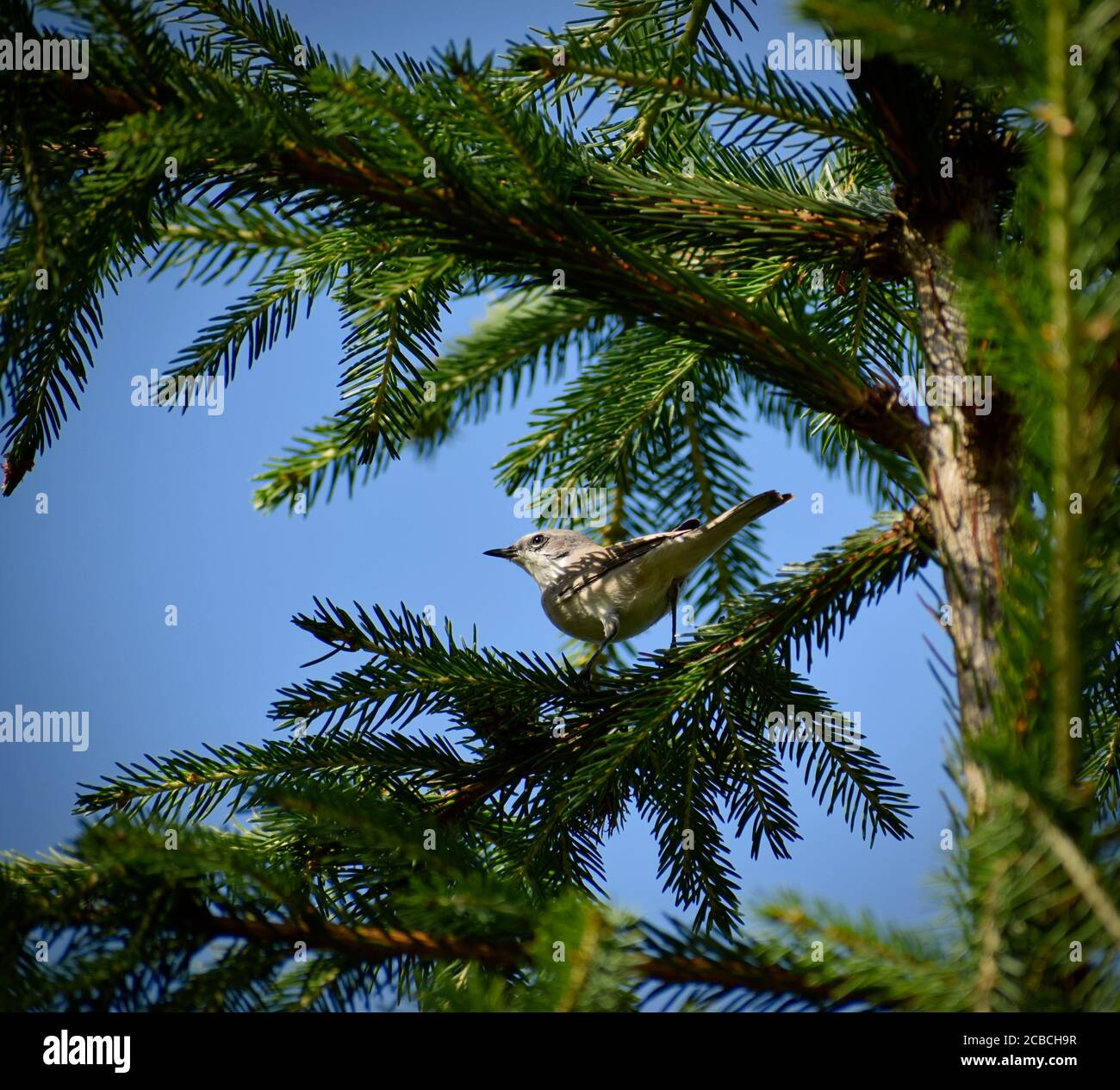 Lovely bird on a tree branch Stock Photo - Alamy