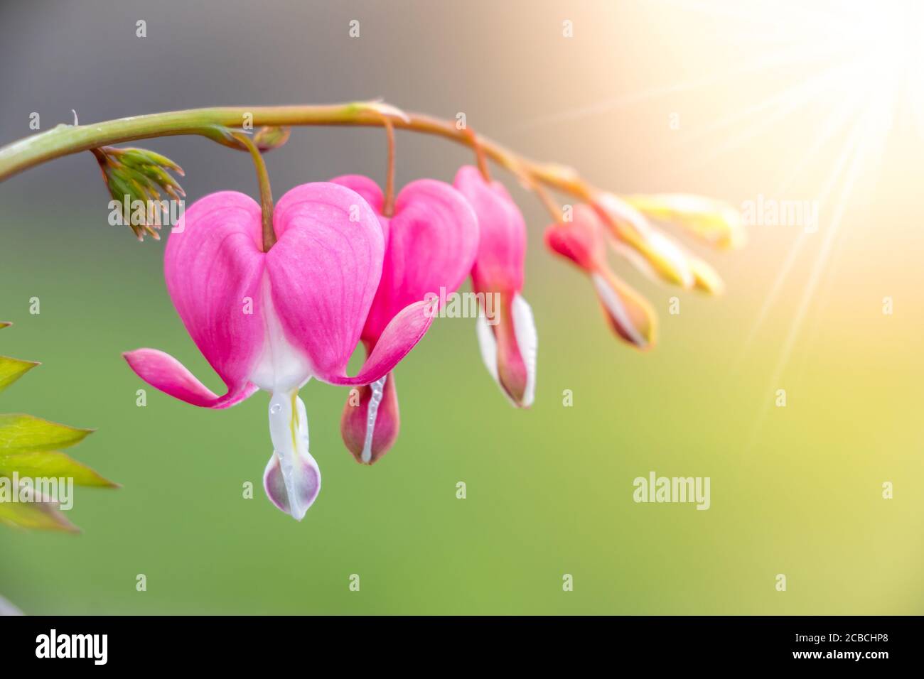 Row of bleeding hearts hi-res stock photography and images - Alamy