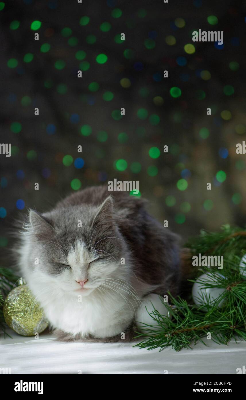 Cat sleeps with Christmas decorations. Sleep over Christmas. Sleeping ...