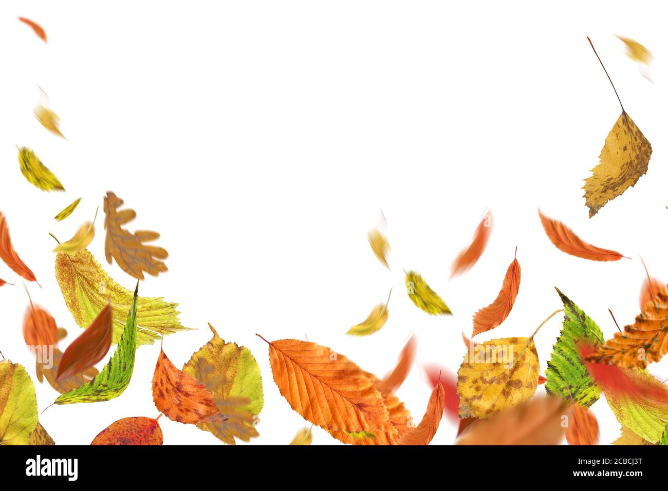 Autumn leaves falling and spinning. Autumn falling leaves isolated on ...