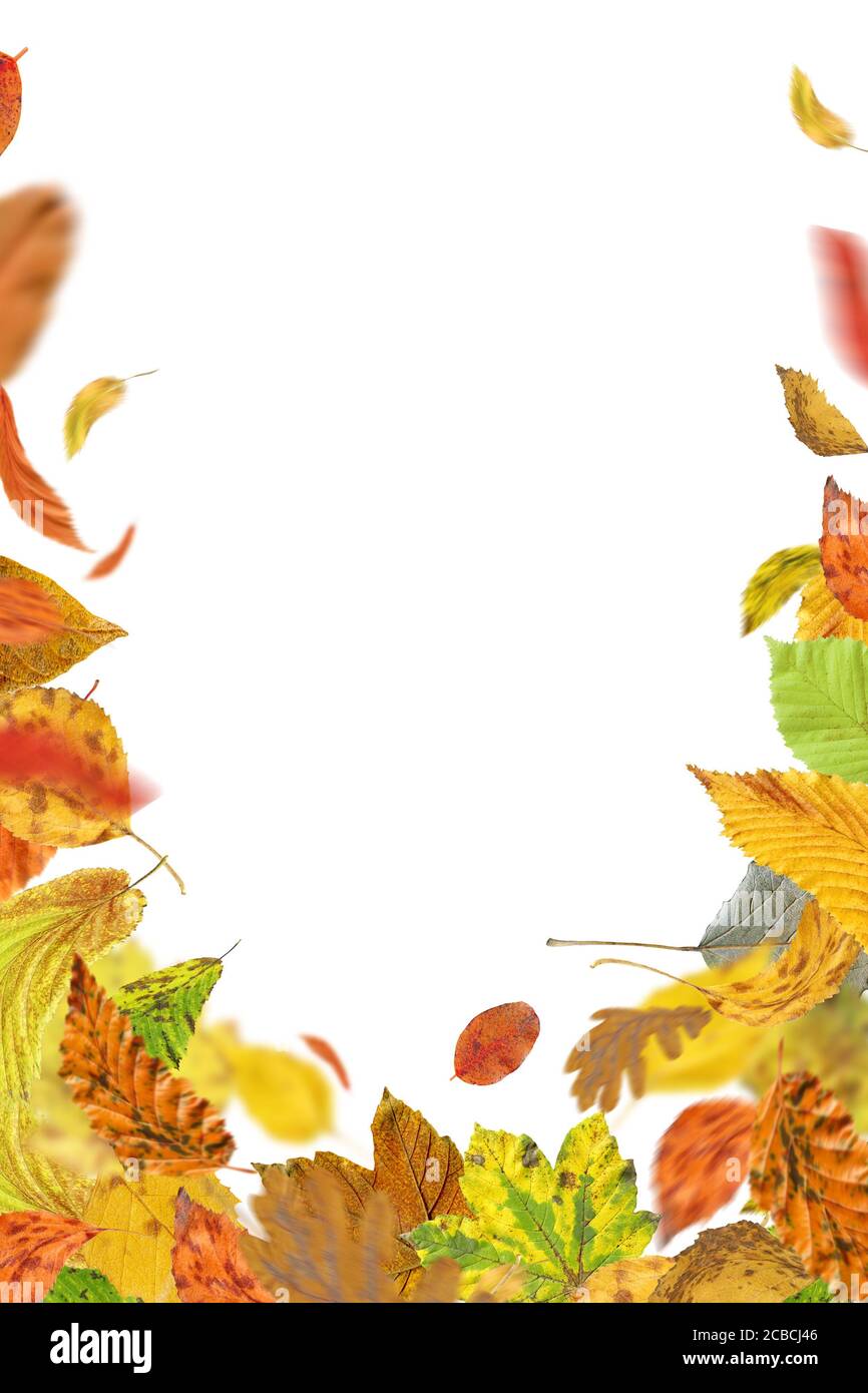 Autumn leaves falling and spinning. Autumn falling leaves isolated on ...