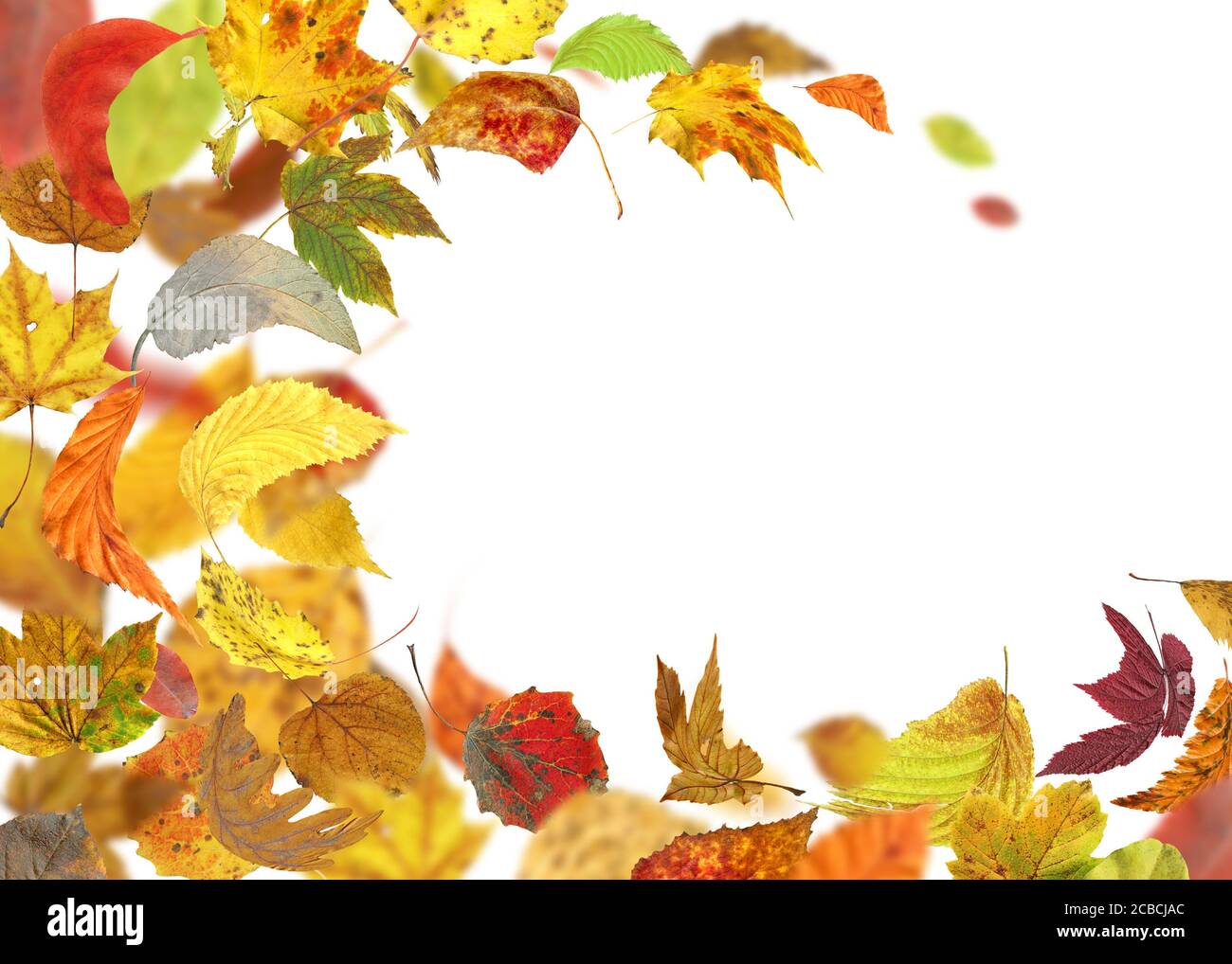 Autumn leaves falling and spinning. Autumn falling leaves isolated on ...