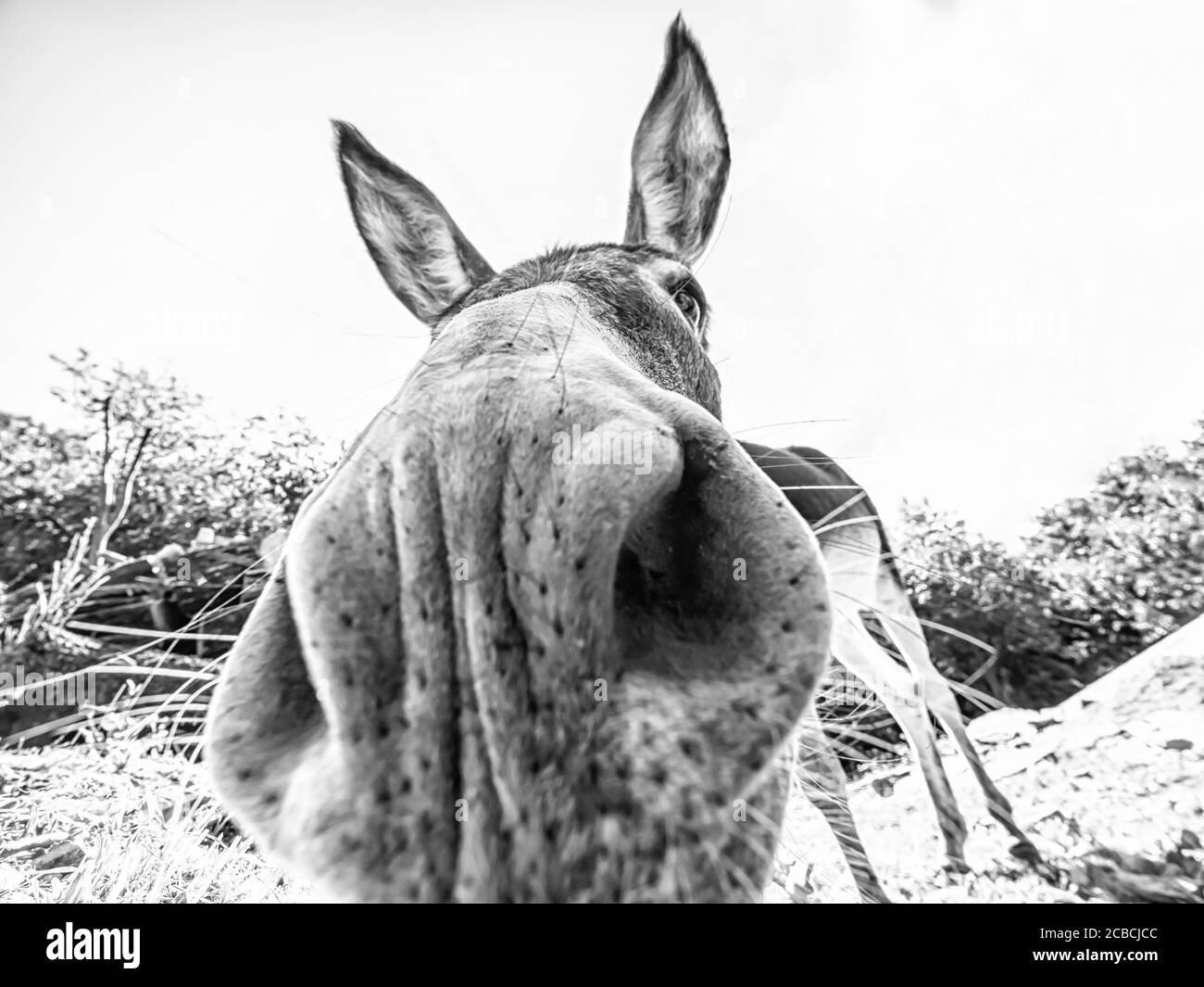 Donkey brown Black and White Stock Photos & Images - Alamy