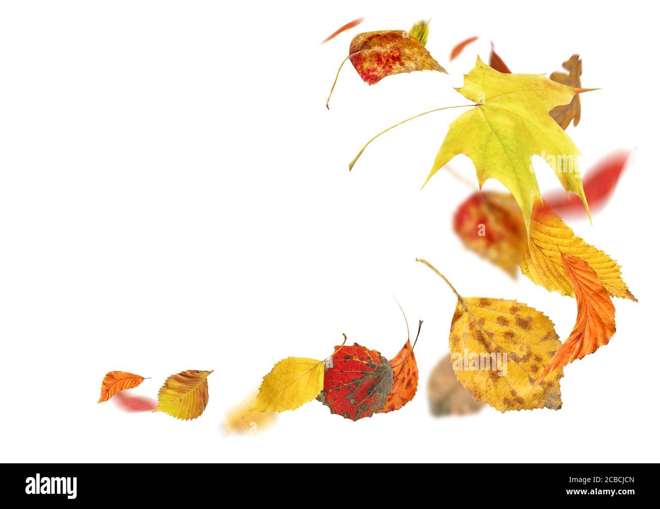 Falling autumn foliage isolated on white. Autumn leaves falling to the ...