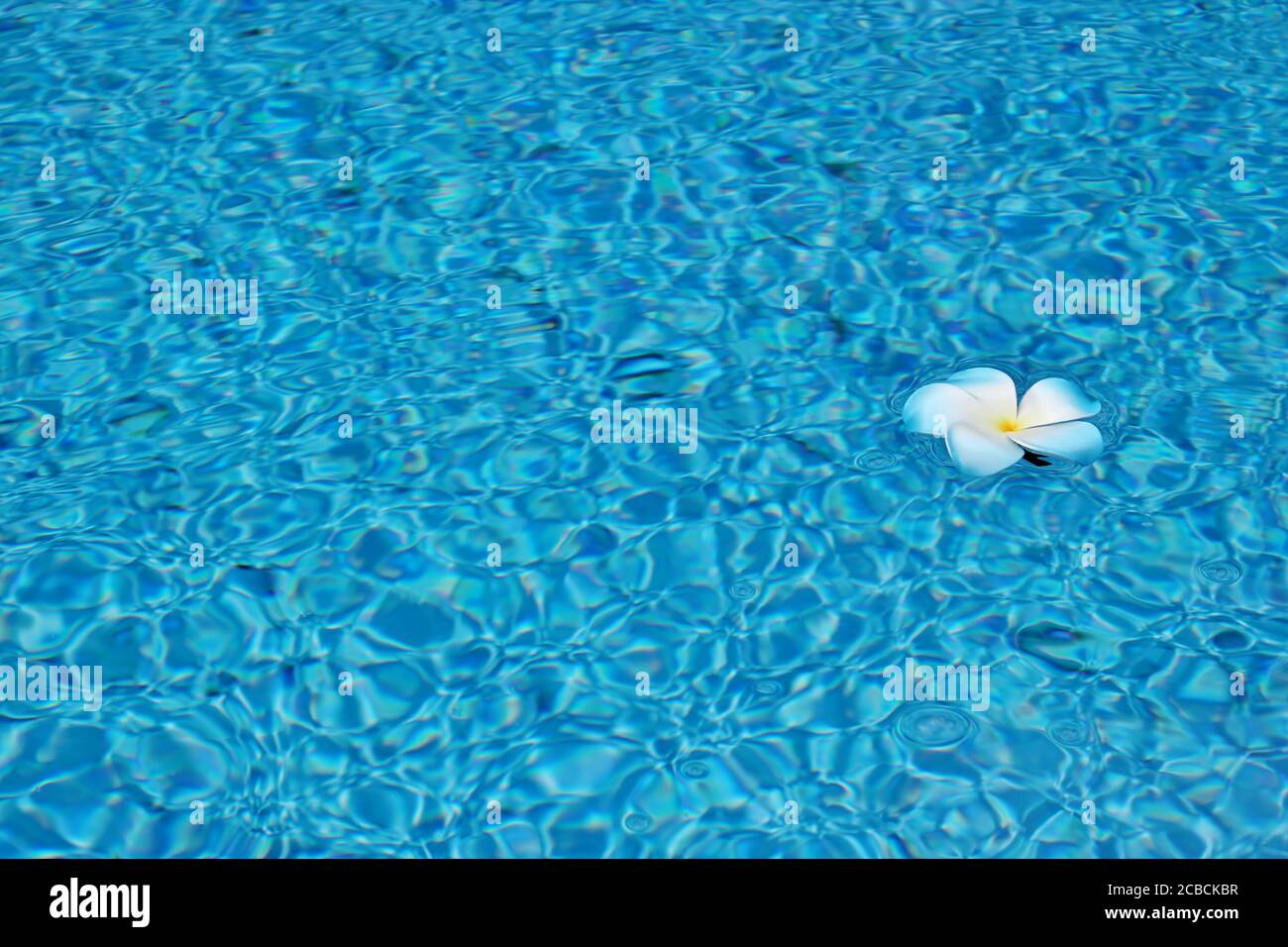 Blue pool water with a floating flower Stock Photo - Alamy