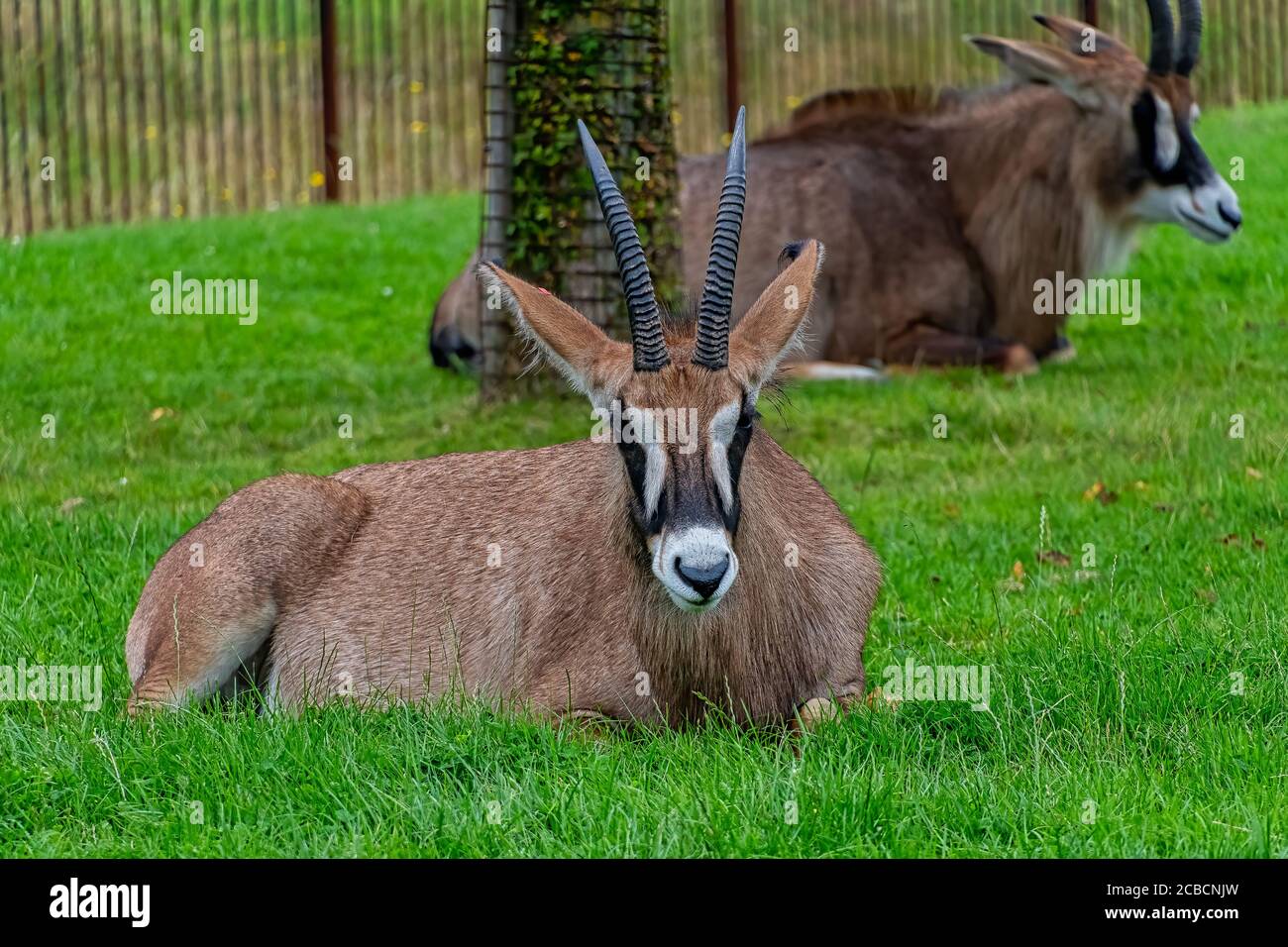 Roan Antelope laying down on some grass Stock Photo - Alamy