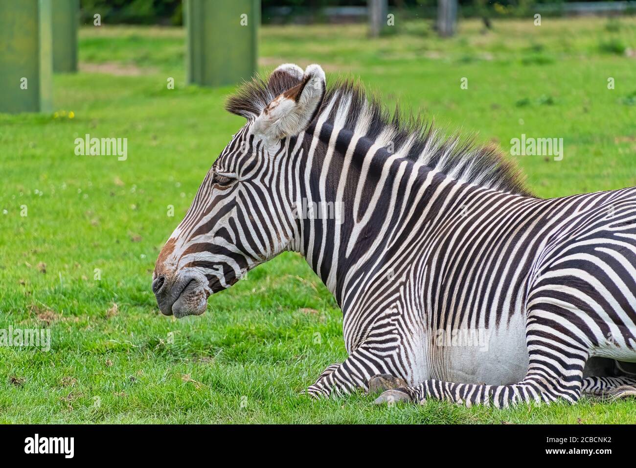 Laying Down Zebra High Resolution Stock Photography and Images - Alamy