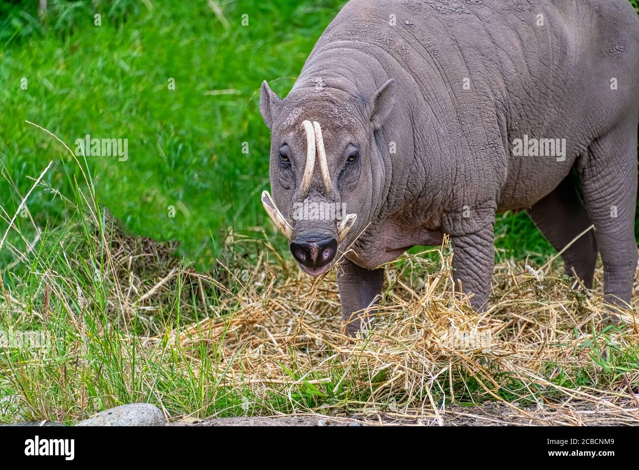 Pig deer hi-res stock photography and images - Alamy