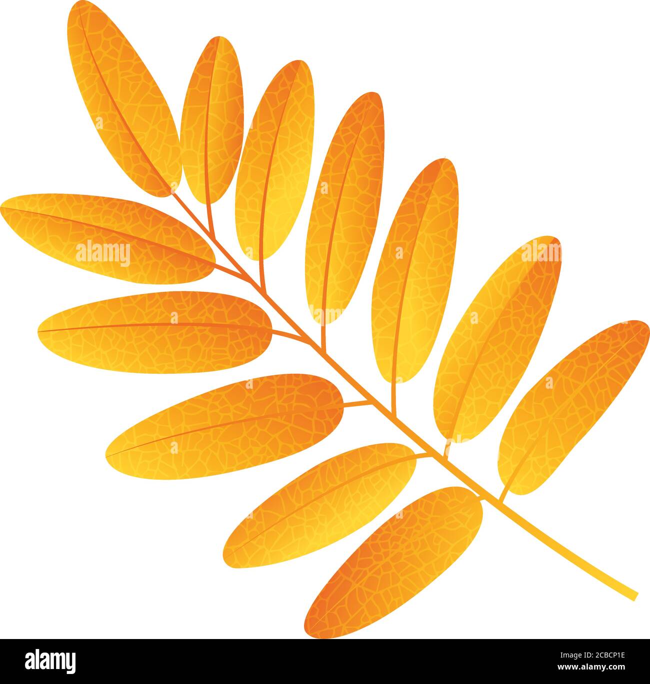 Autumn rowan leaf vector on a white background Stock Vector Image & Art ...