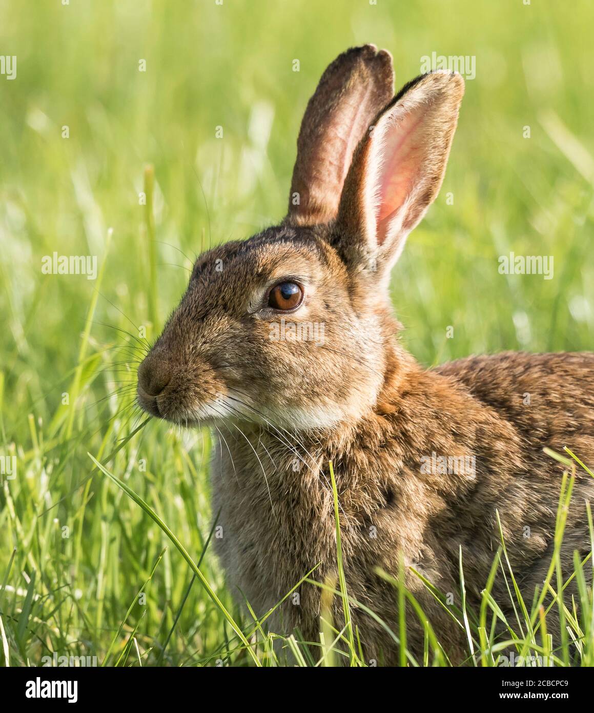 Detailed close up of real, wild UK rabbit (Oryctolagus cuniculus ...