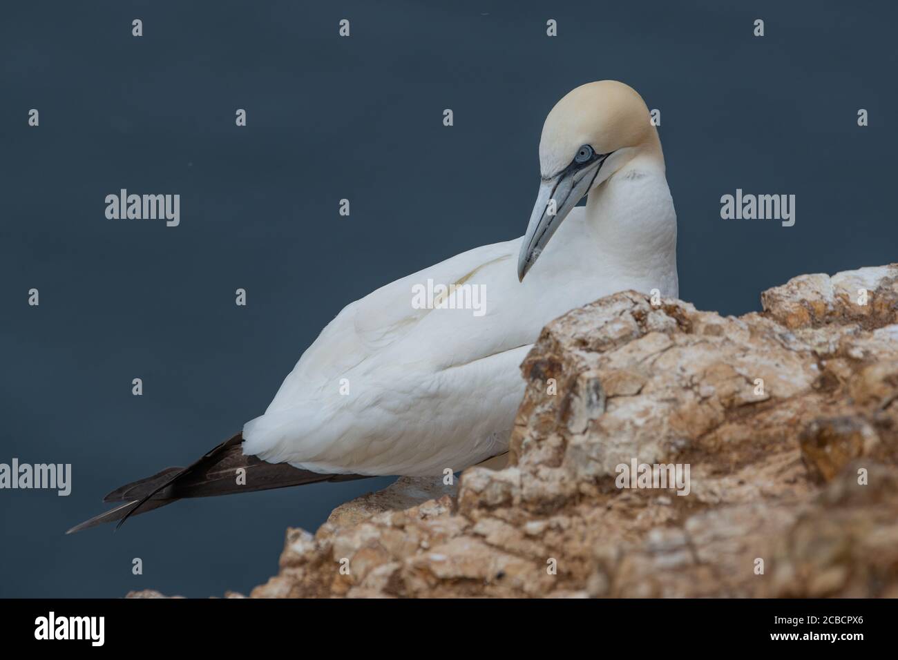 Northern Gannet (Morus bassanus) at Troup Head RSPB Reserve ...