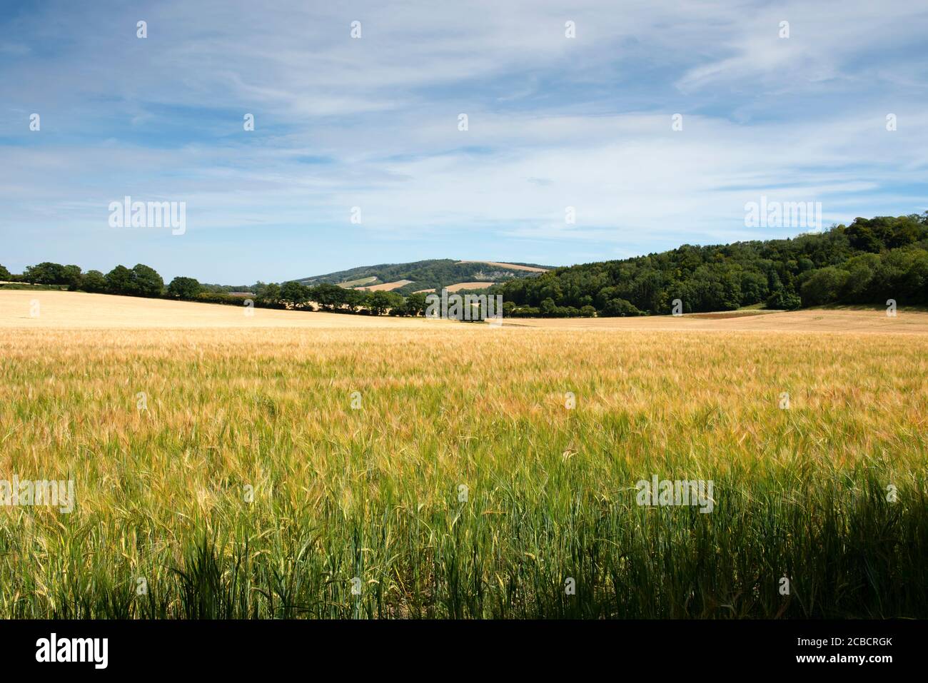A view eastwards from the hamlet of Bepton across arable farmland ...