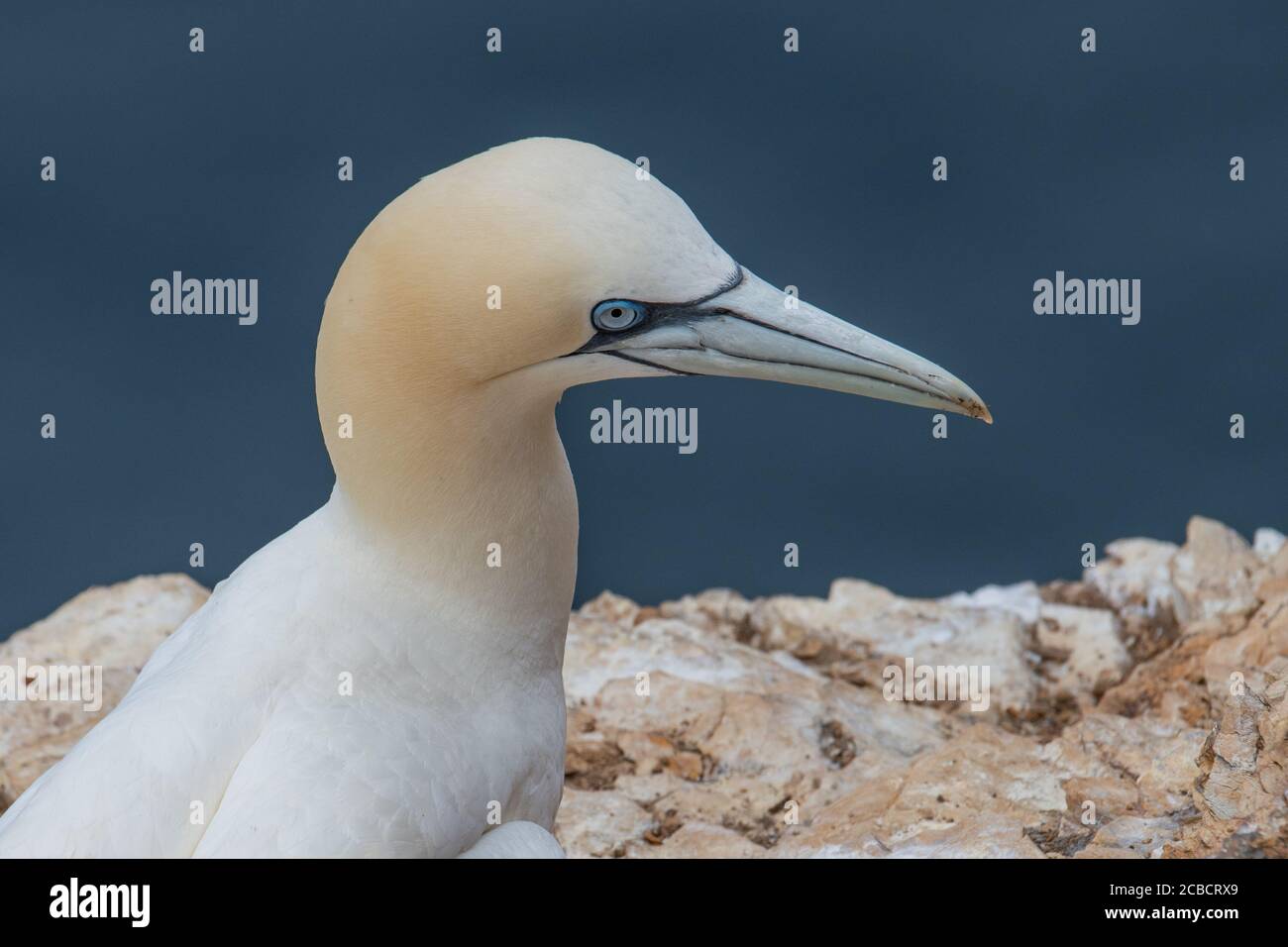 Northern Gannet (Morus bassanus) at Troup Head RSPB Reserve ...