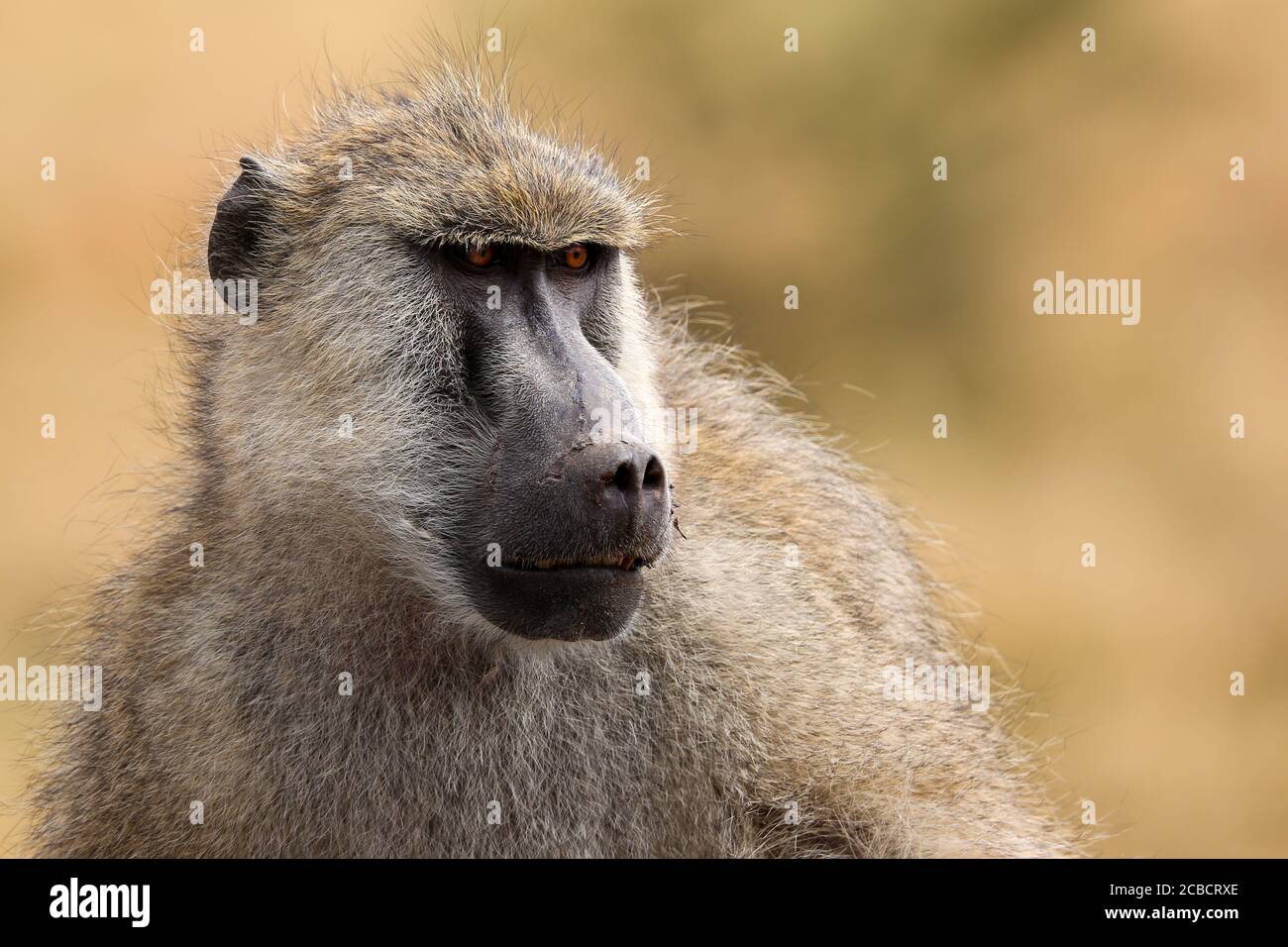 Baboon sitting on grass Stock Photo - Alamy