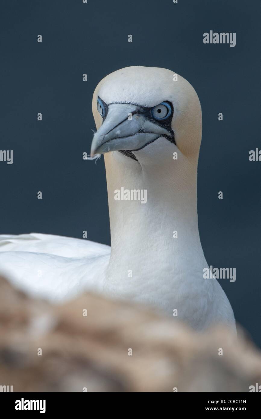 Northern Gannet (Morus bassanus) at Troup Head RSPB Reserve ...