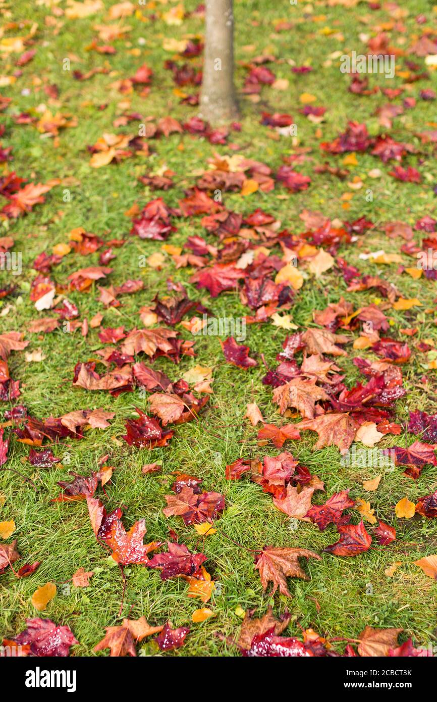 Top view red maple tree hi-res stock photography and images - Alamy