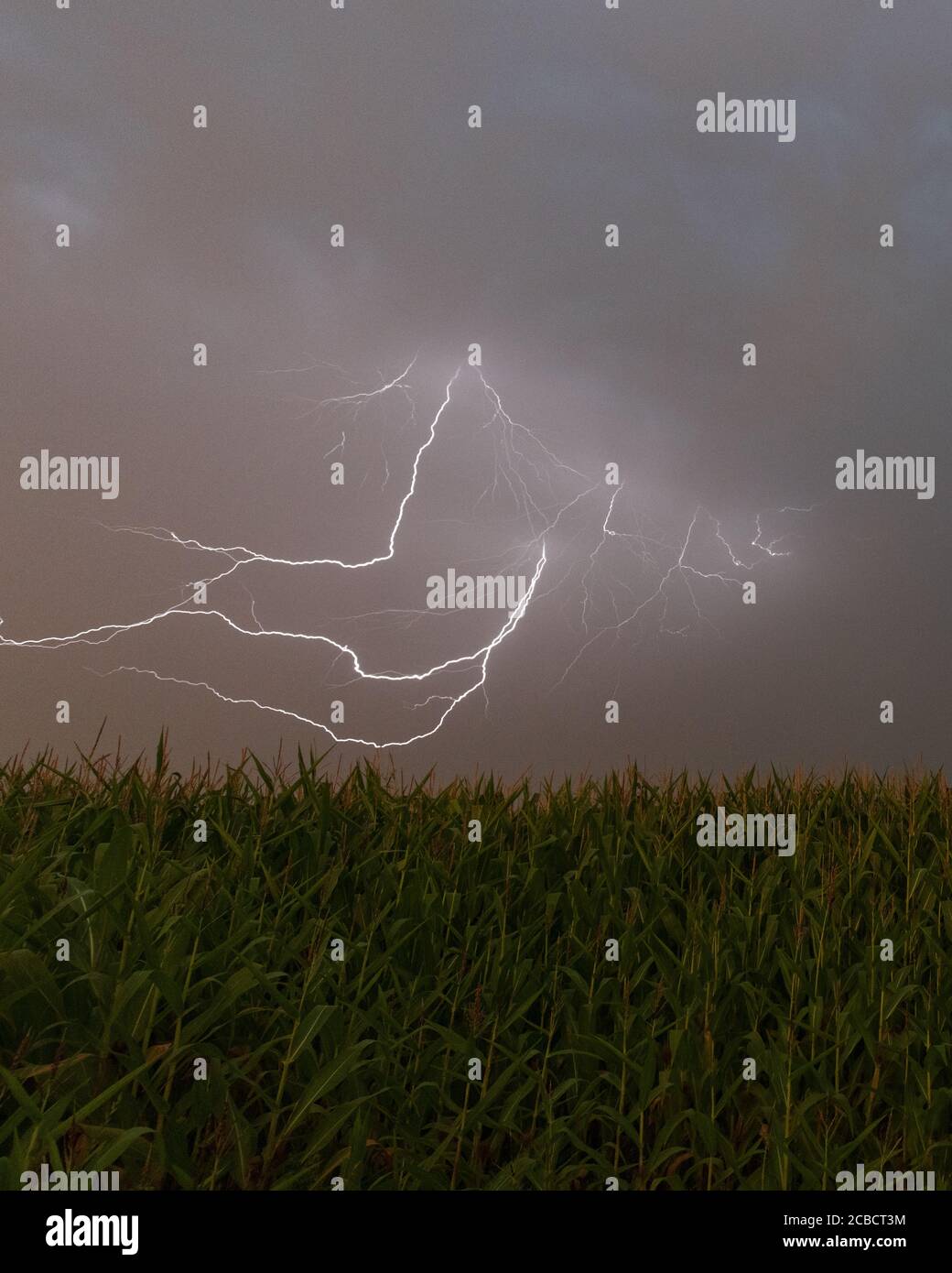 Lightning storm over crops, North Wales Stock Photo - Alamy