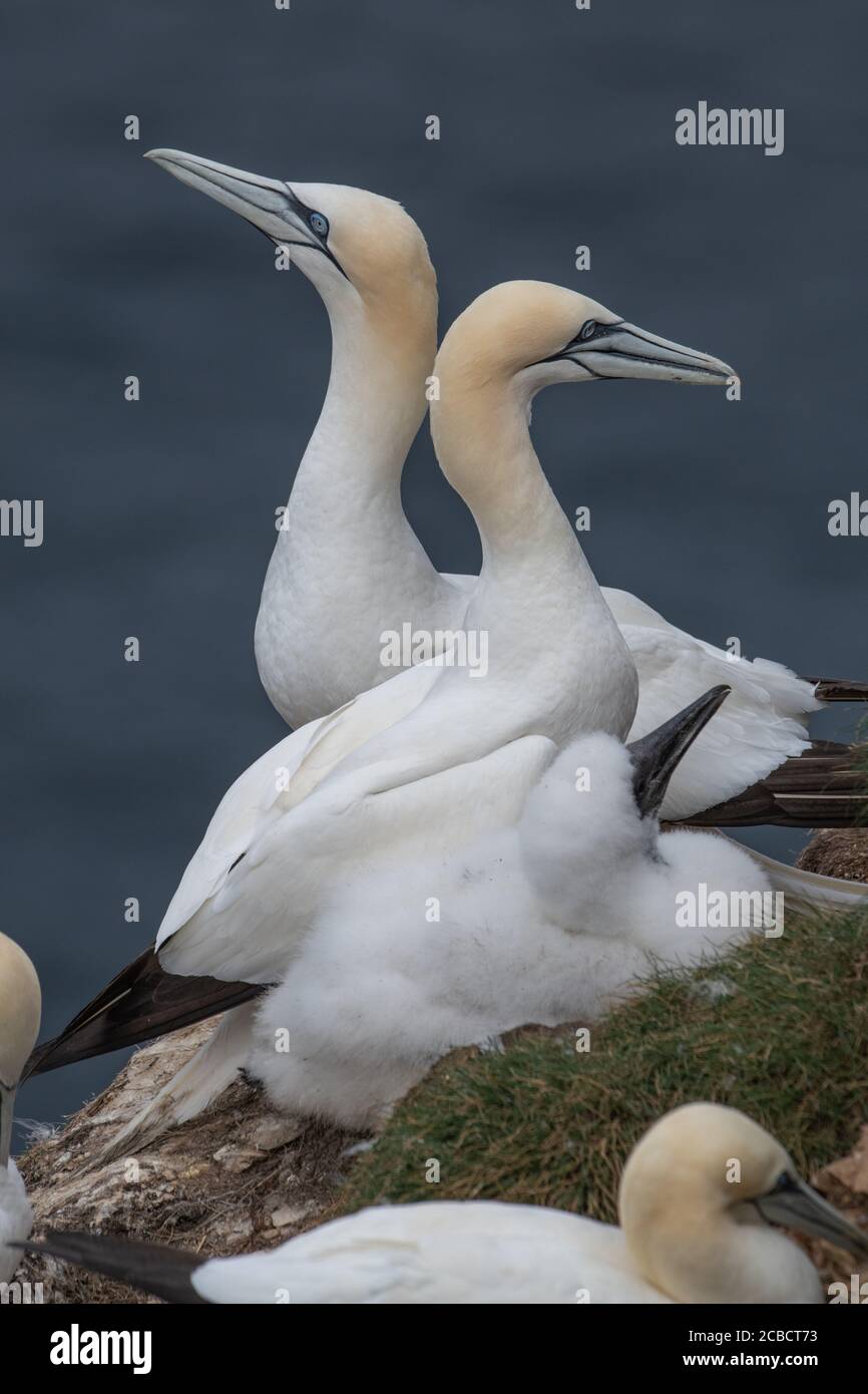 Juvenile Northern Gannet Morus Bassanus High Resolution Stock Photography and Images - Alamy