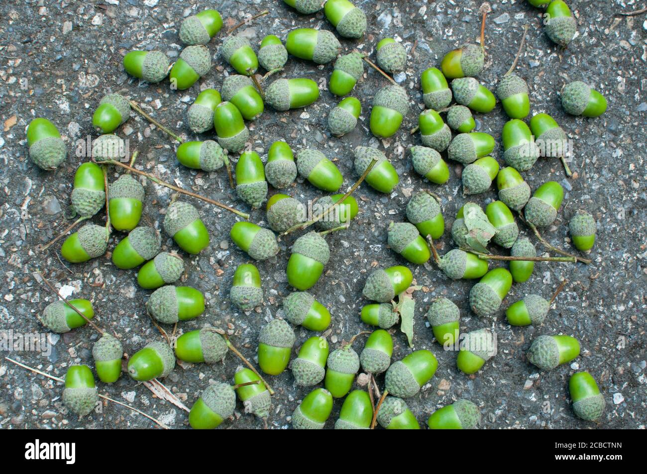 Emerald green ground hi-res stock photography and images - Alamy