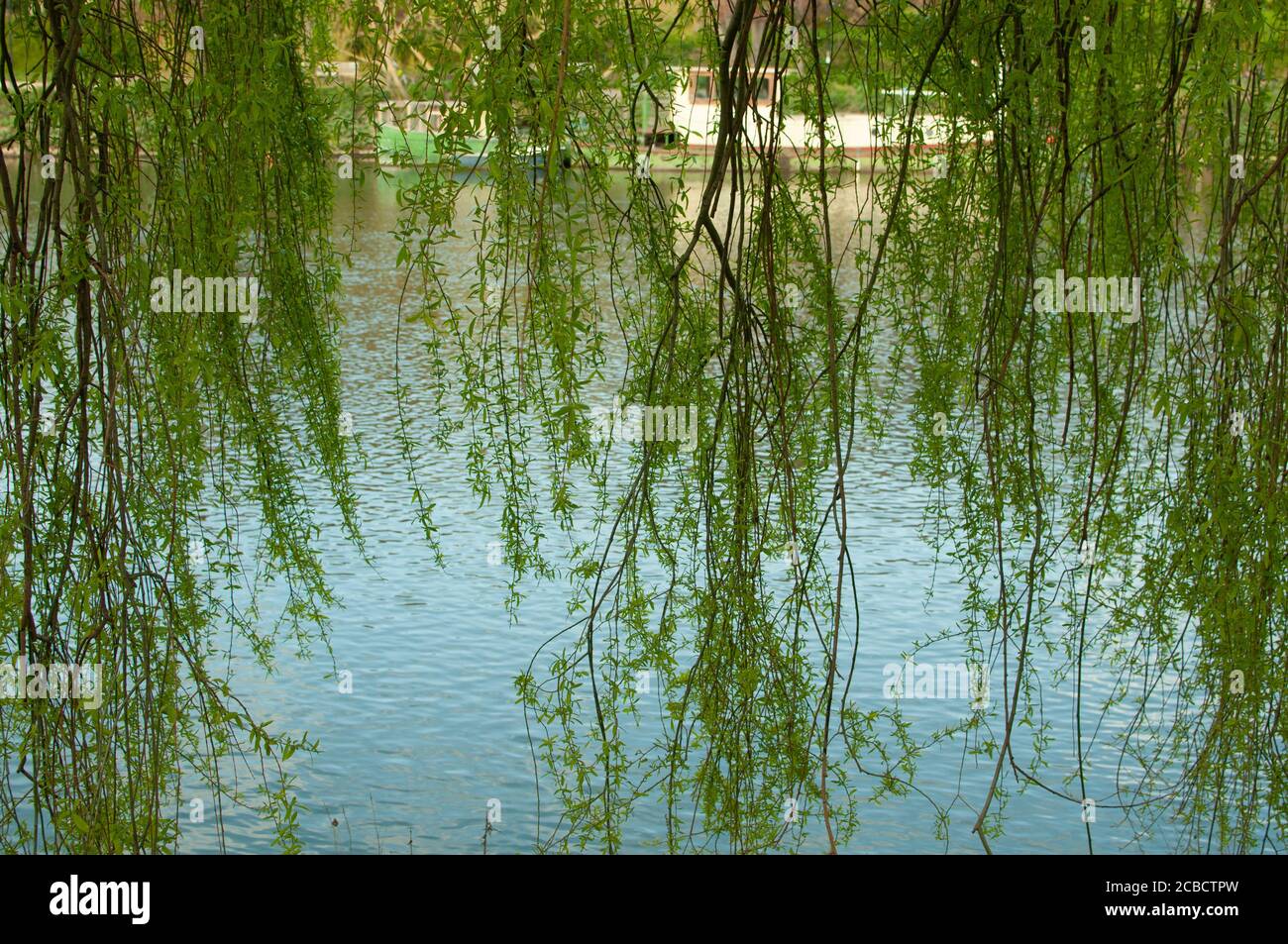 willow trees over river Thames Richmond Upon Thames Stock Photo - Alamy