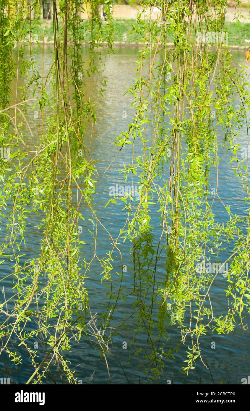 Willow leaves with hi-res stock photography and images - Alamy