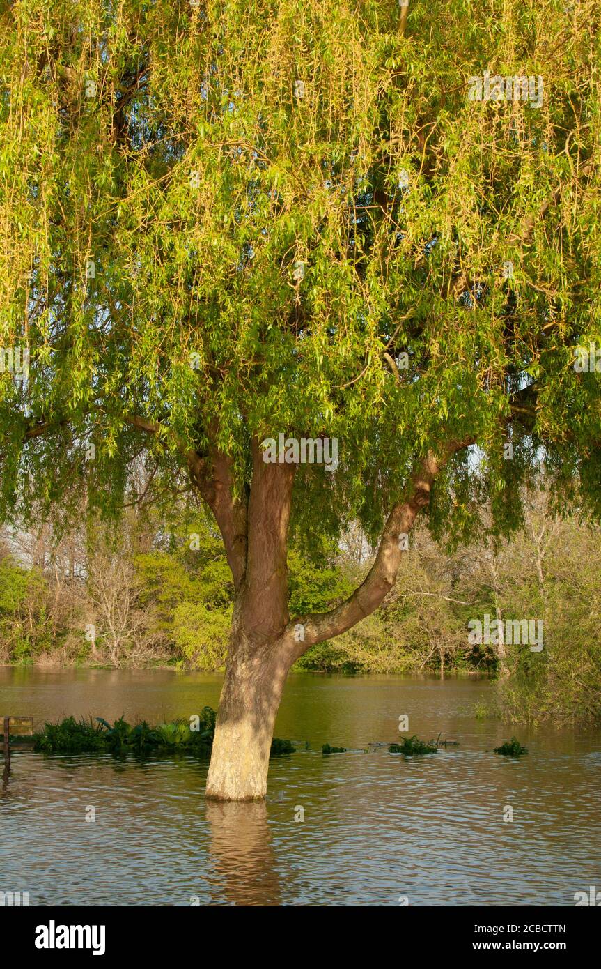 willow tree at high tide river Thames Stock Photo - Alamy